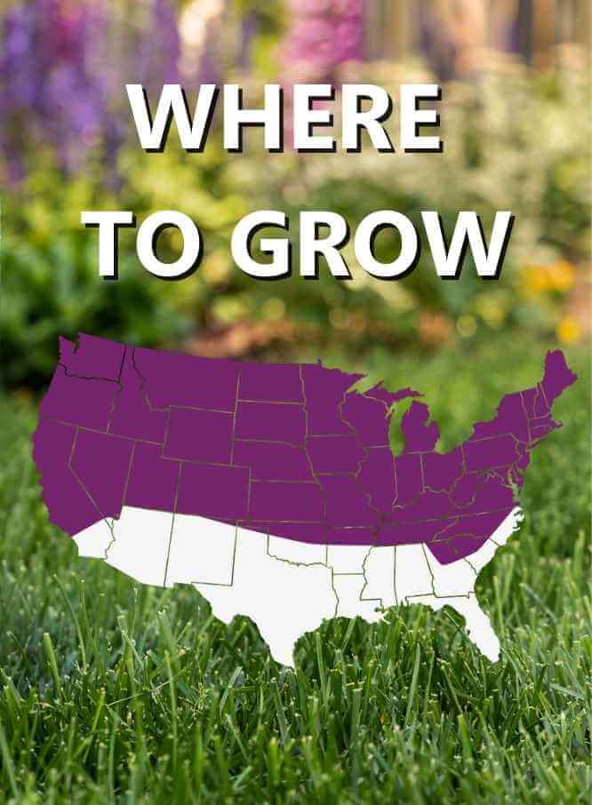 Jonathan Green Black Beauty® Heavy Traffic Grass Seed - Pittsburgh, PA ...