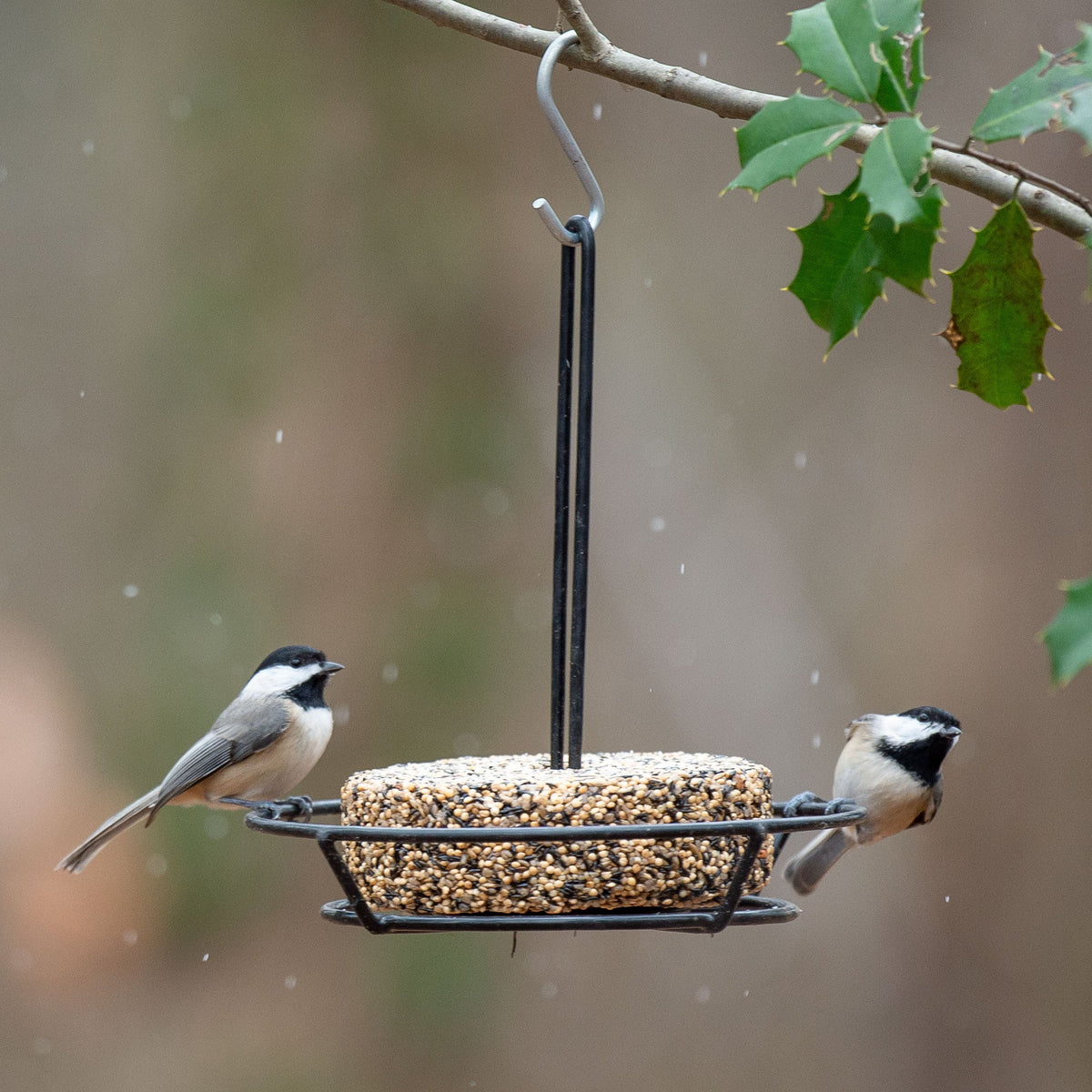 Harvest Seed & Supply Snack Stack Feeder - Pittsburgh, PA - Pittsburgh ...
